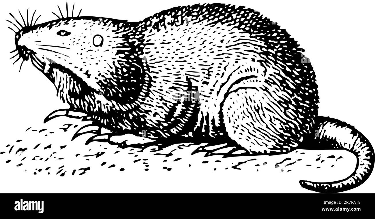 Line art rodent hi-res stock photography and images - Alamy