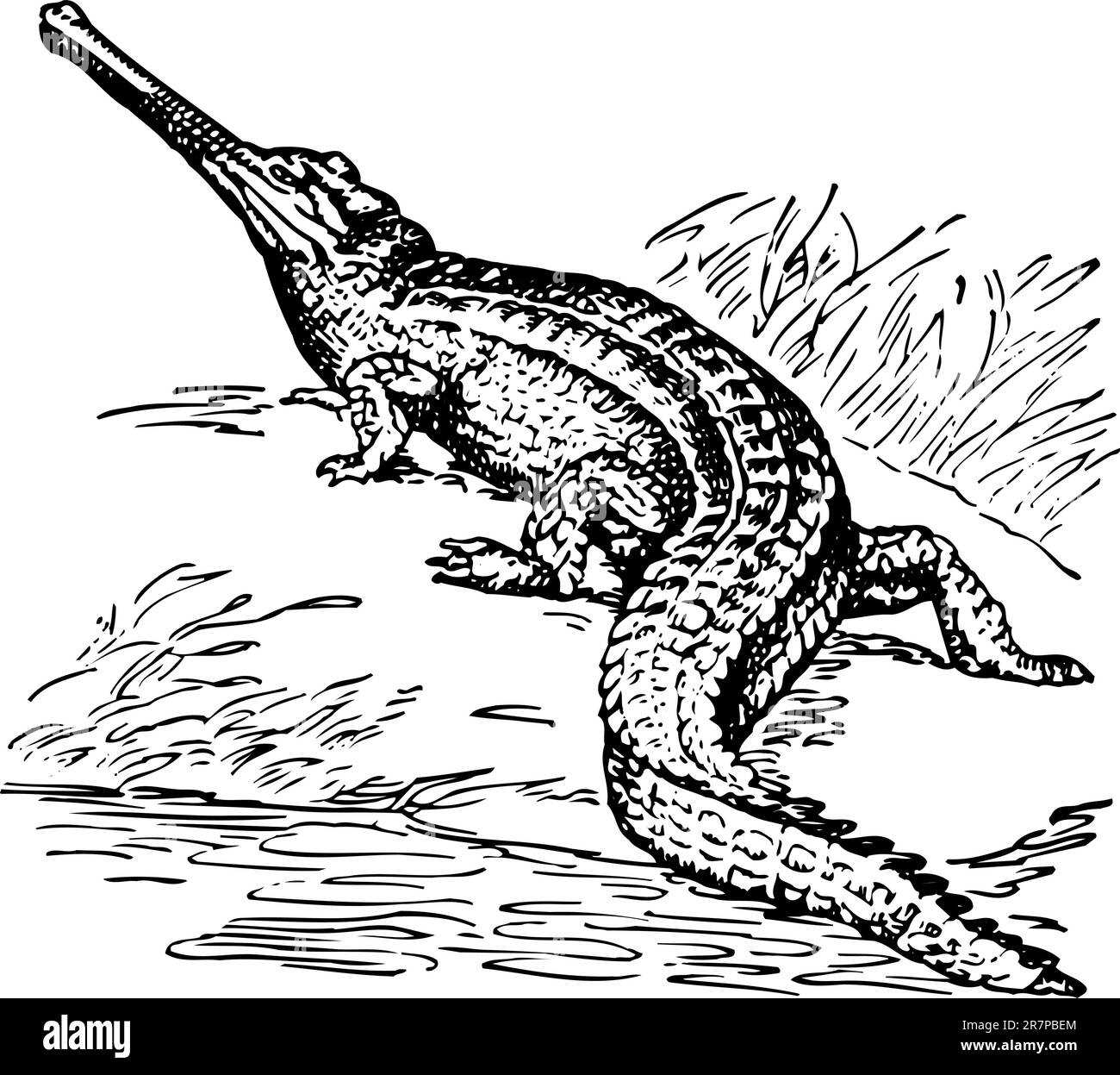 Crocodile skin vector Black and White Stock Photos & Images - Alamy
