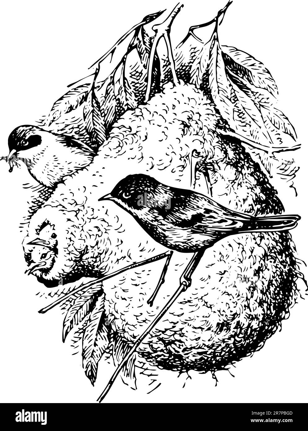 Nest duck Black and White Stock Photos & Images - Alamy