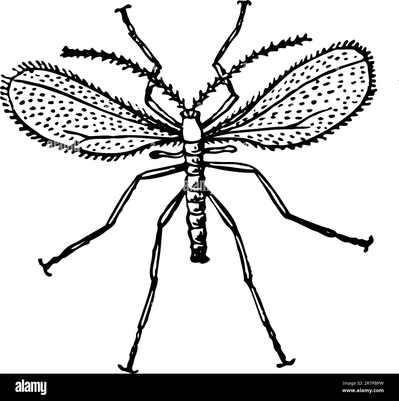 Black mosquito Stock Vector Images - Alamy