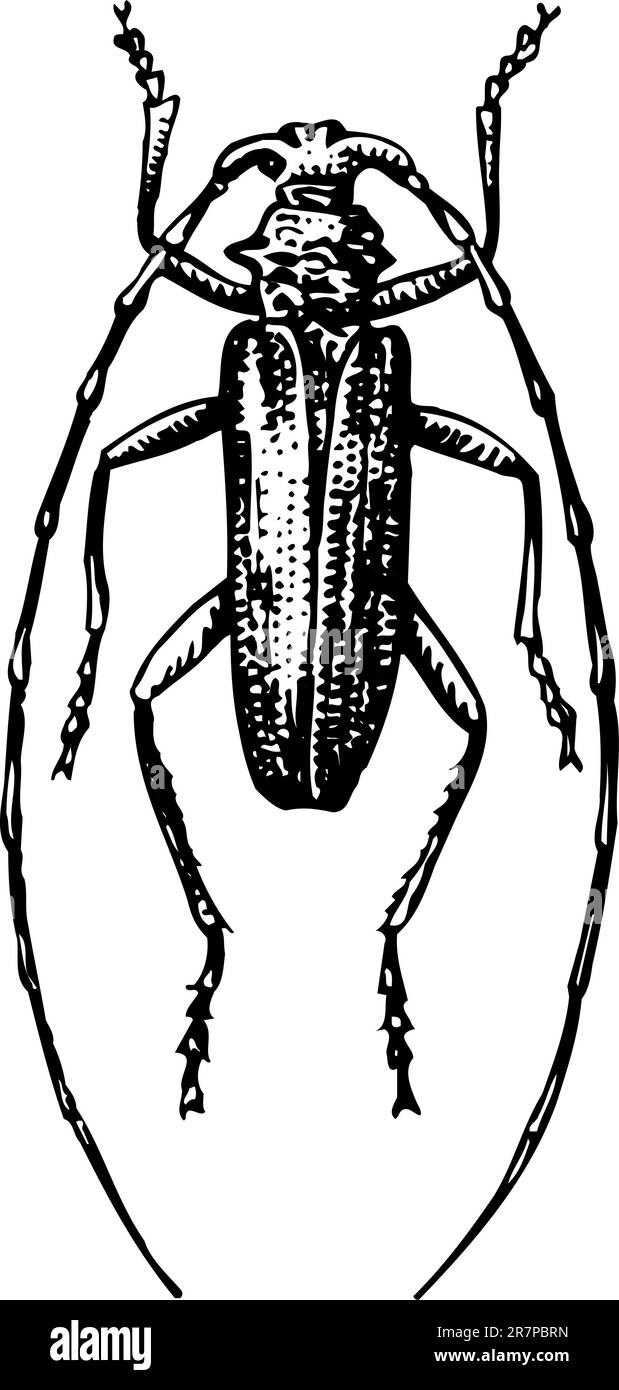 Entomological study Stock Vector Images - Alamy