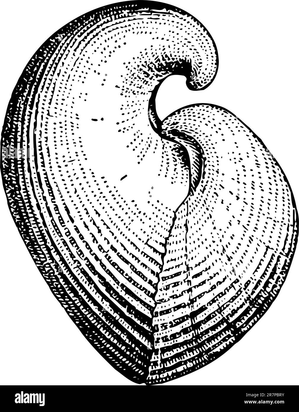 Conchidium Stock Vector Images - Alamy