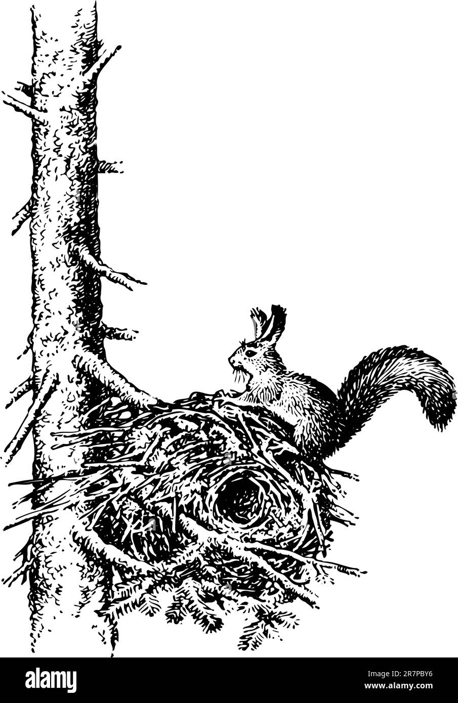 Squirrel Nest Stock Vector Images Alamy