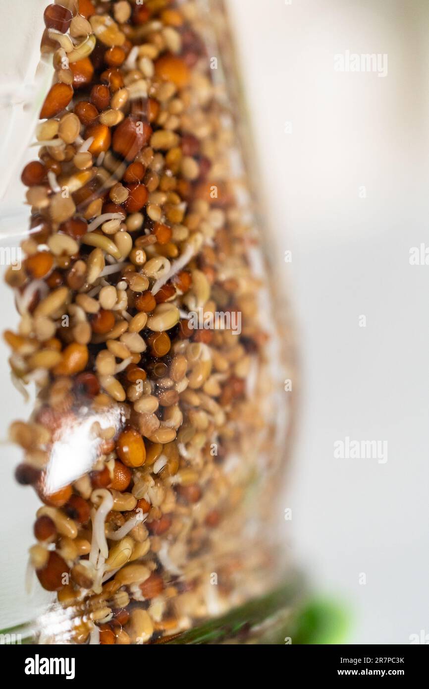 Growing sprouts in a jar Stock Photo - Alamy