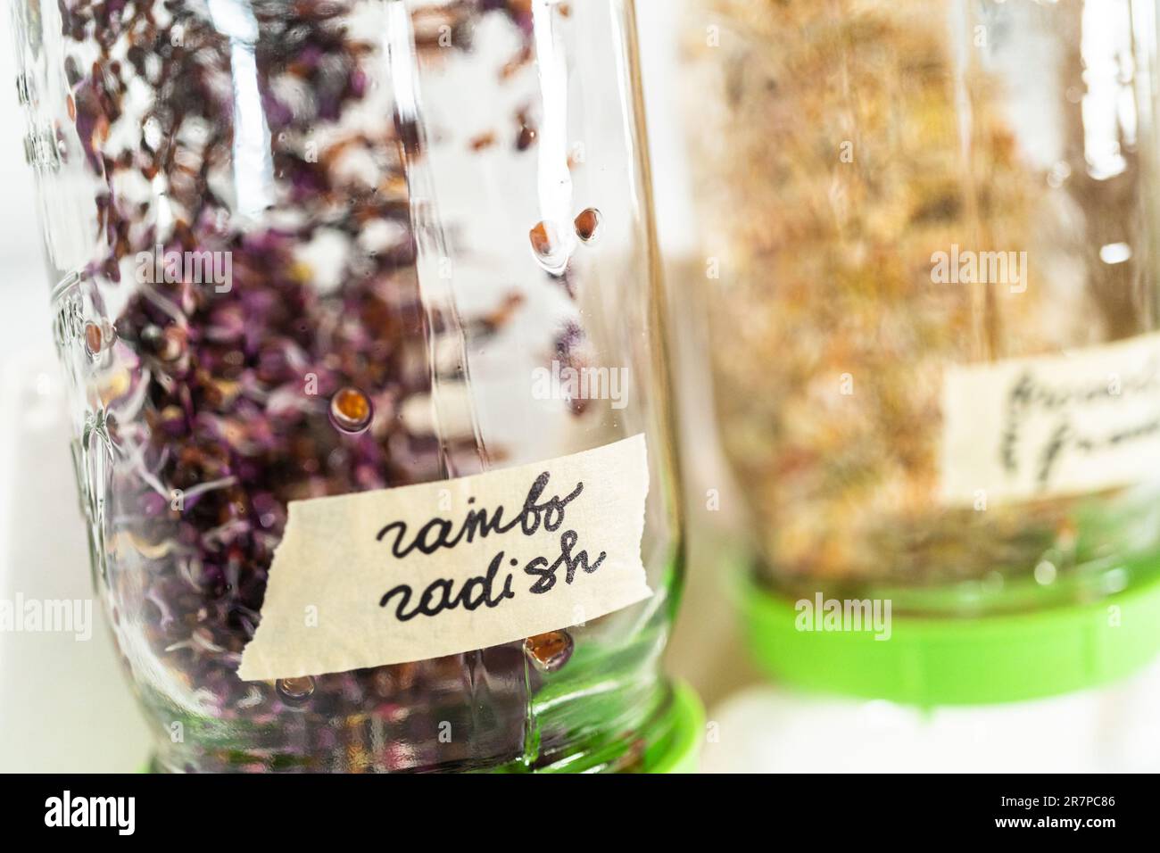 Growing sprouts in a jar Stock Photo - Alamy