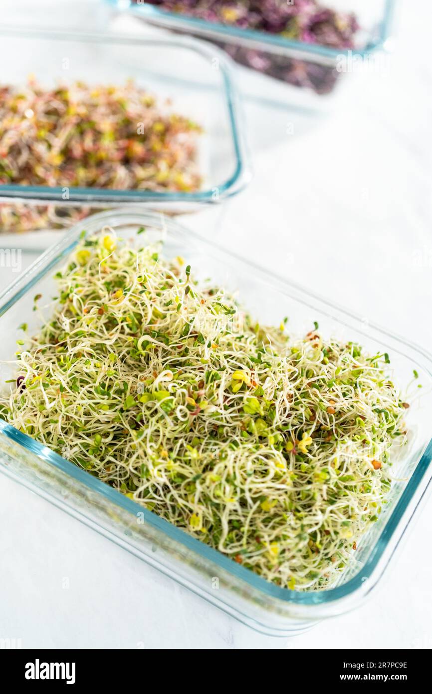 Growing sprouts in a jar Stock Photo - Alamy