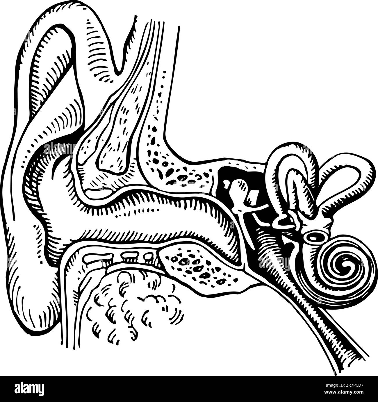 Anatomy of the human ear on the tree Stock Vector Image & Art - Alamy