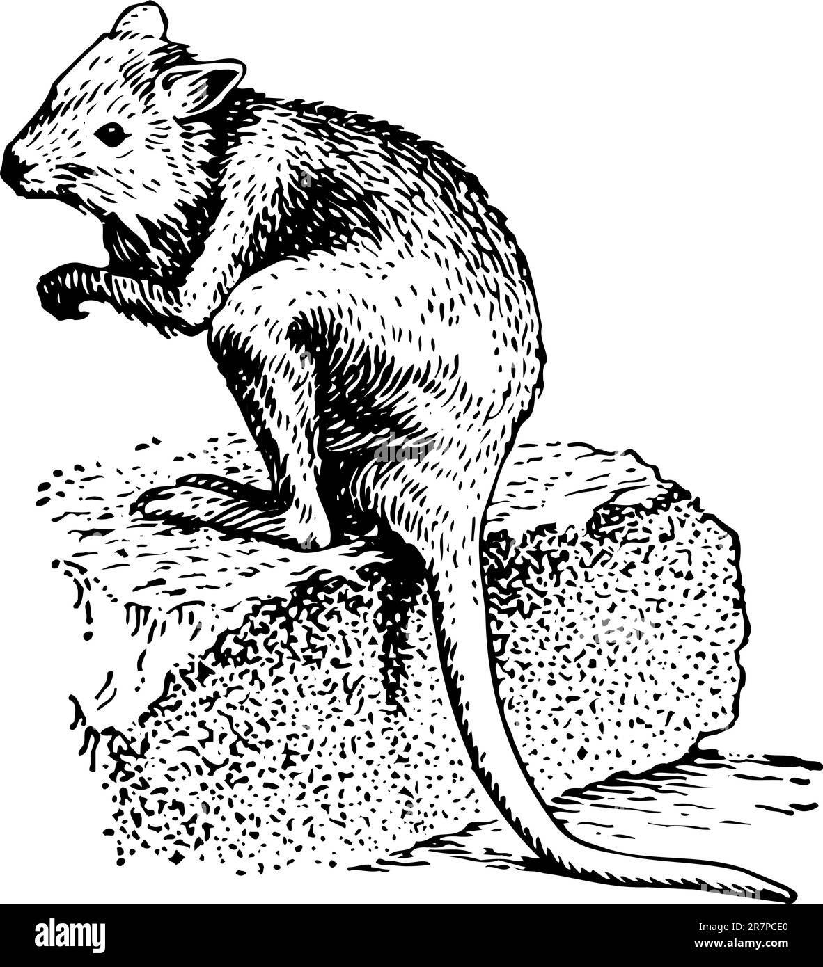 Animal rodent mouse on Stock Vector Images - Alamy