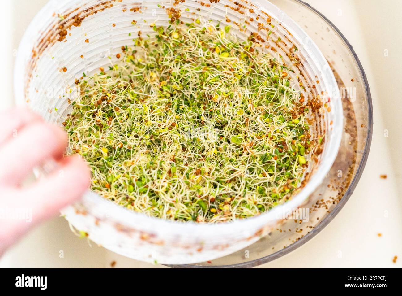Growing sprouts in a jar Stock Photo - Alamy