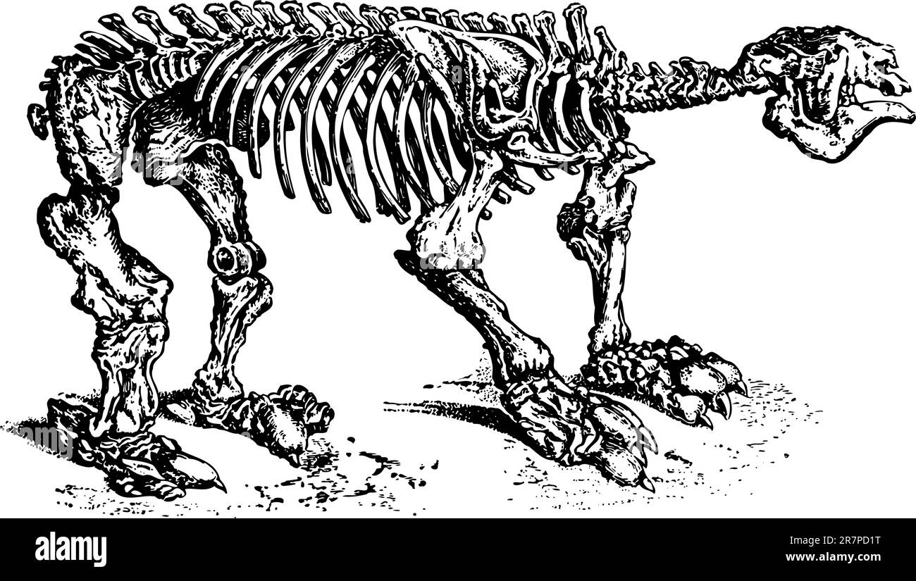 Animal skeleton isolated on white Stock Vector Image & Art - Alamy