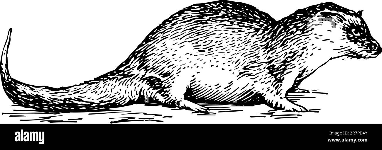 Hand drawn rat Stock Vector Images - Alamy