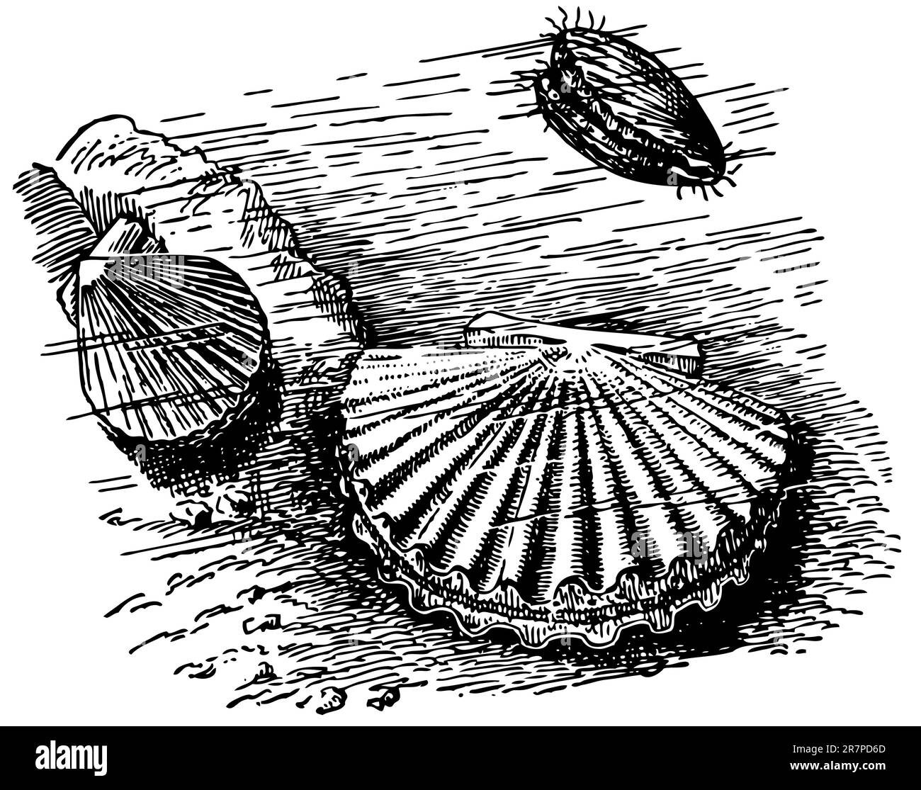 Bottom decoration Black and White Stock Photos & Images - Alamy