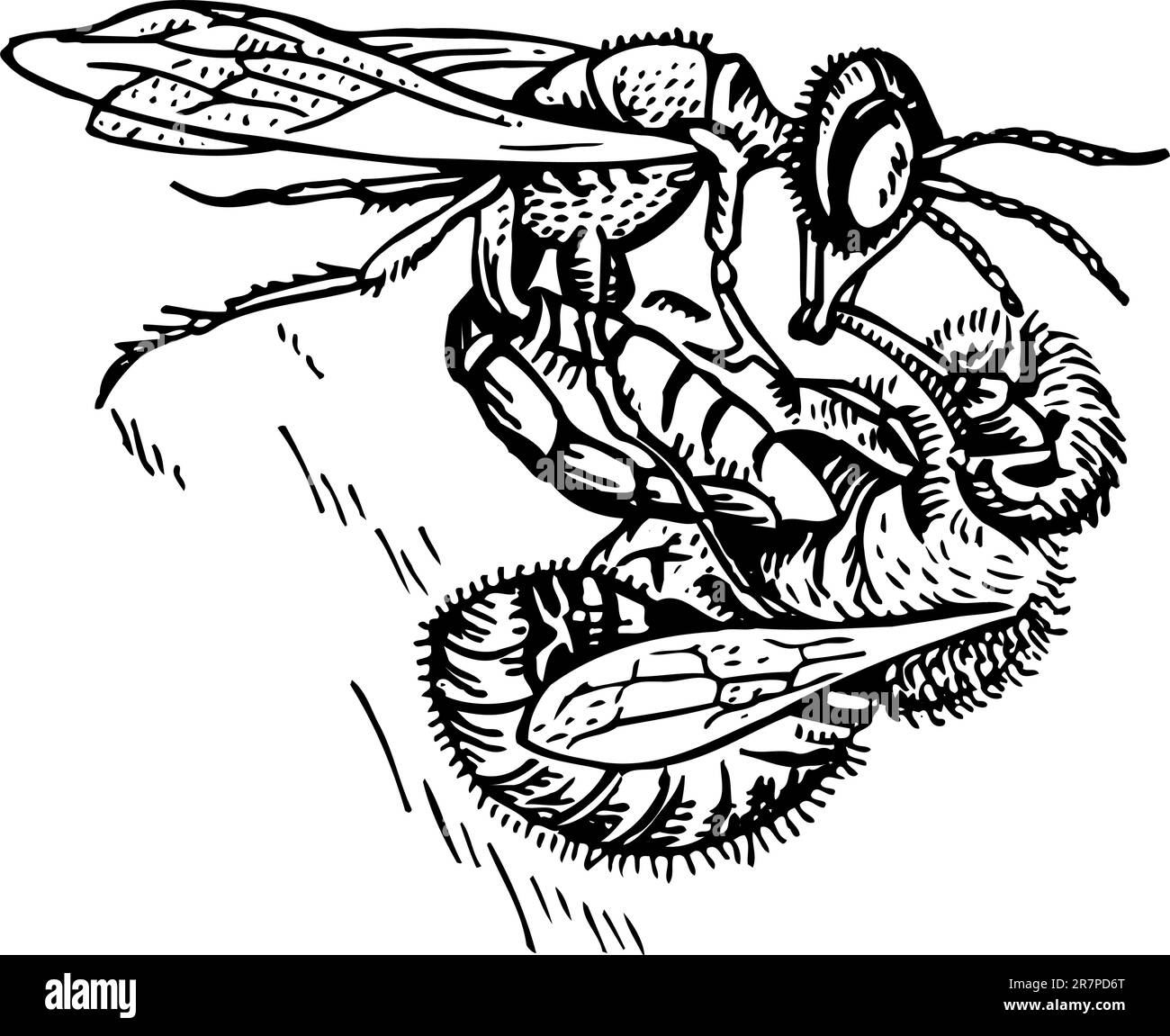 Insects fighting Stock Vector Images - Alamy