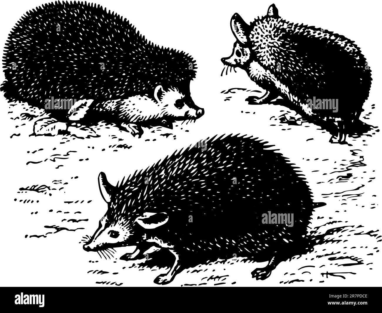 Hedgehogs picture Stock Vector Images - Alamy