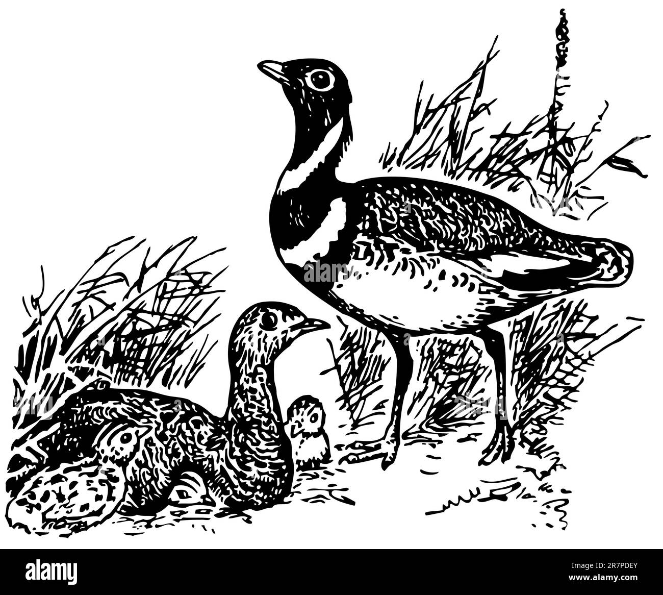 Small wild birds Stock Vector Images - Alamy