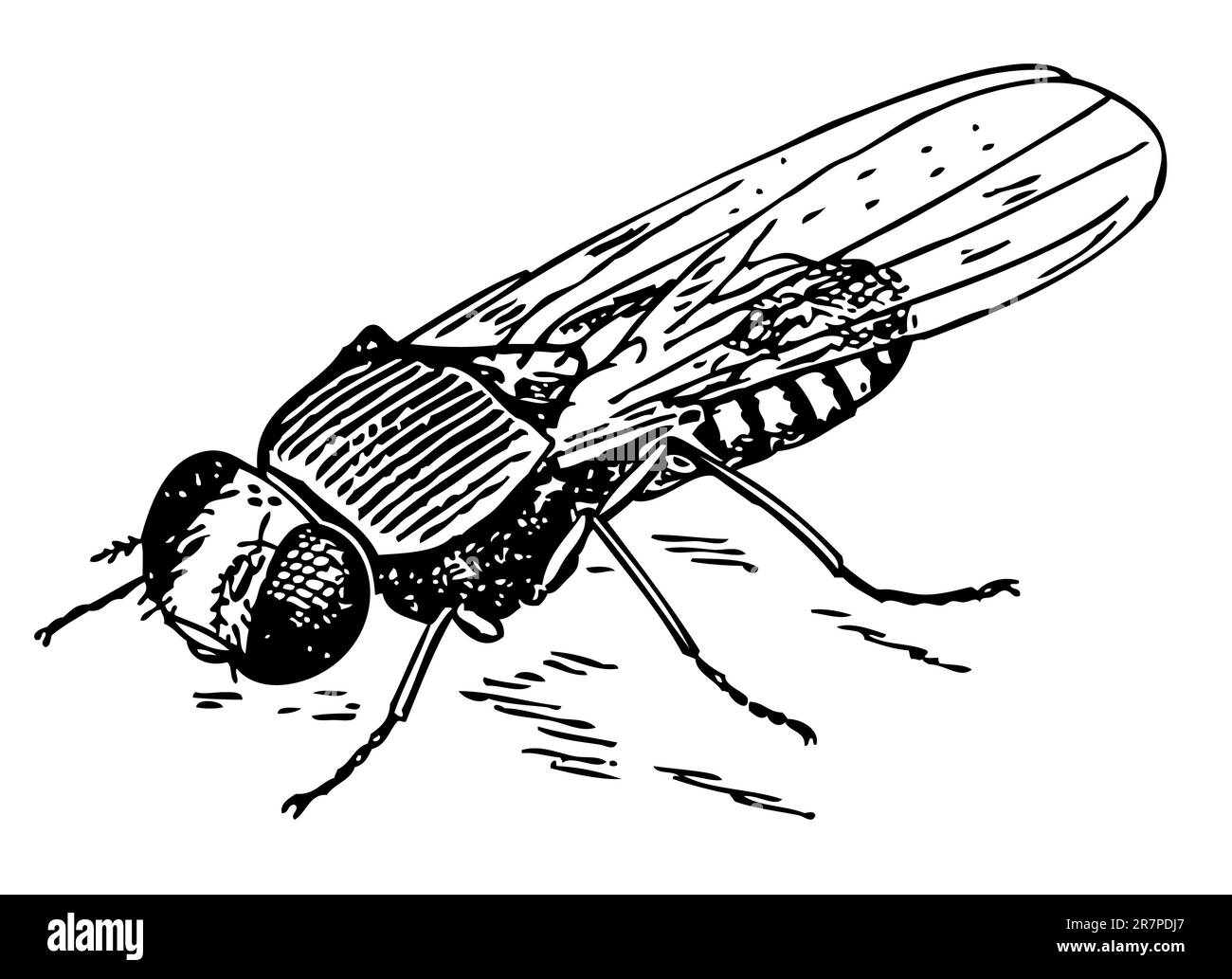 Drosophila isolated on white Stock Vector Image & Art - Alamy