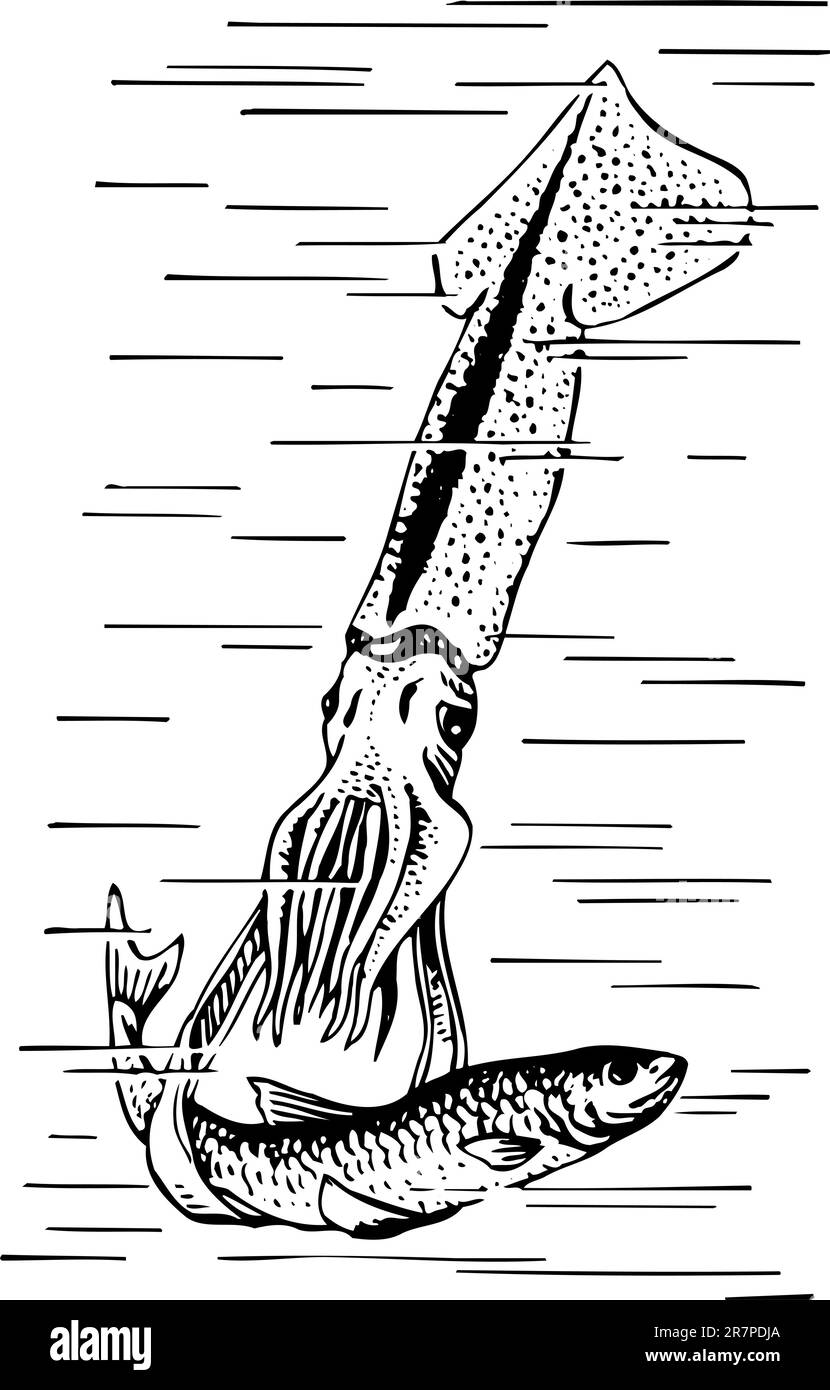 Aquarium cuttlefish Stock Vector Images - Alamy