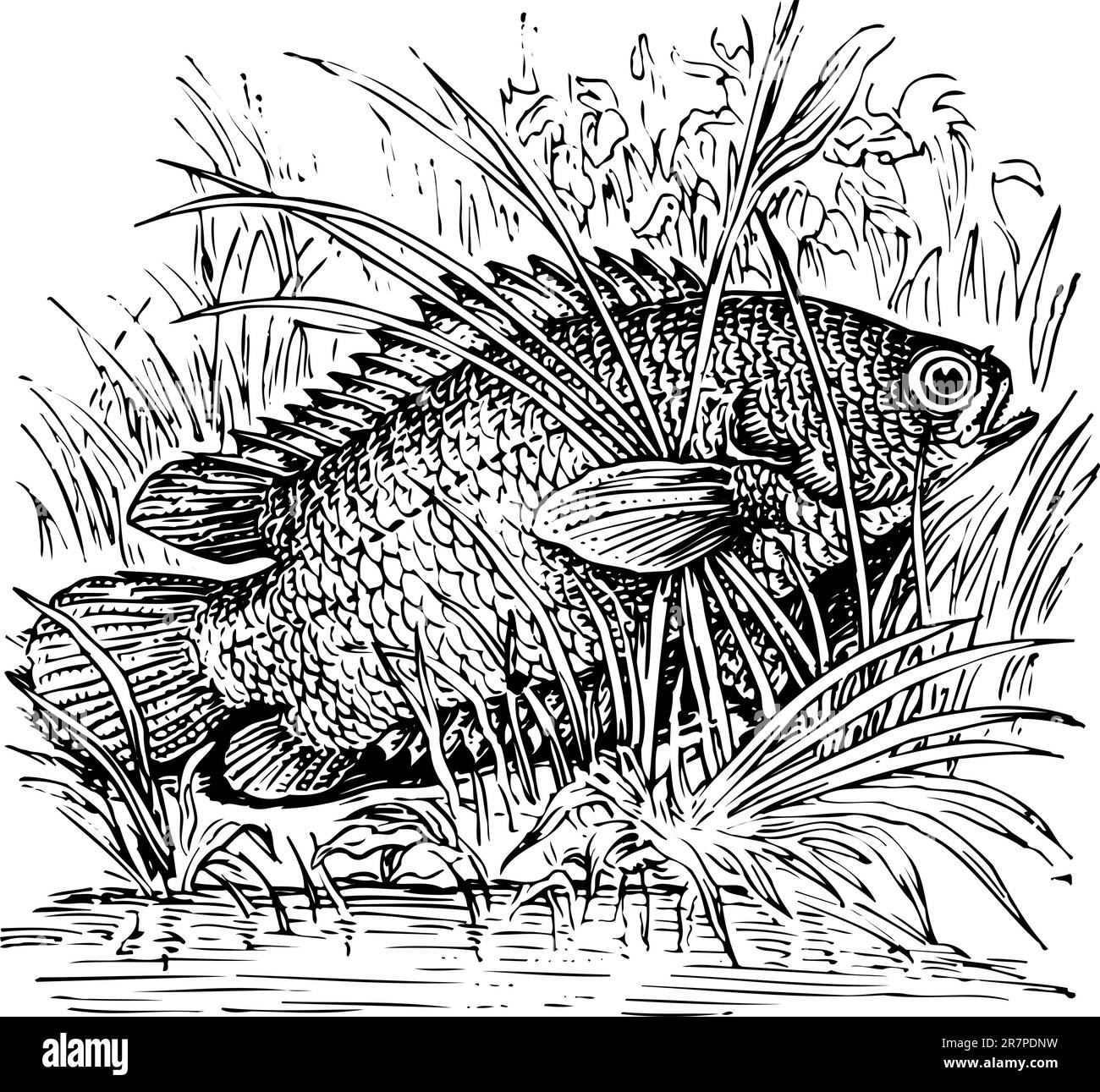 Fish on the bank Stock Vector Image & Art - Alamy