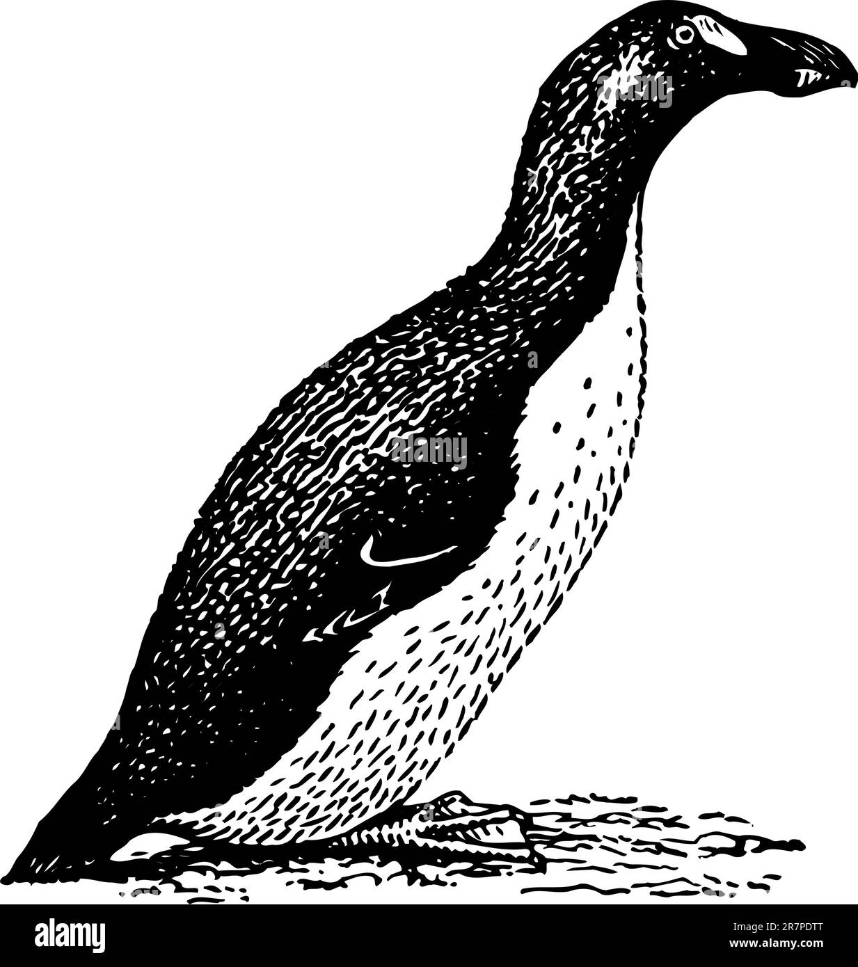 Animal bird penguin zoo Stock Vector Images - Alamy