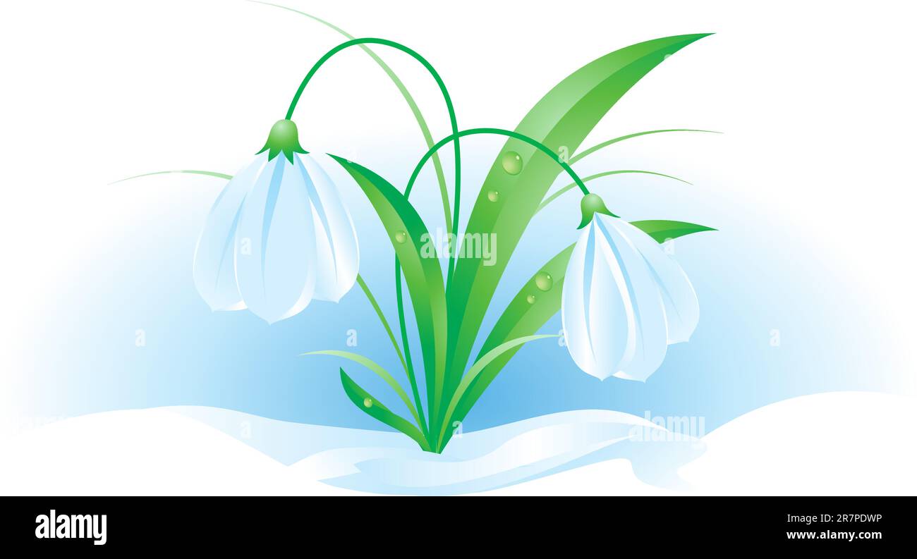 Illustration of snowdrops on white background for design Stock Vector ...