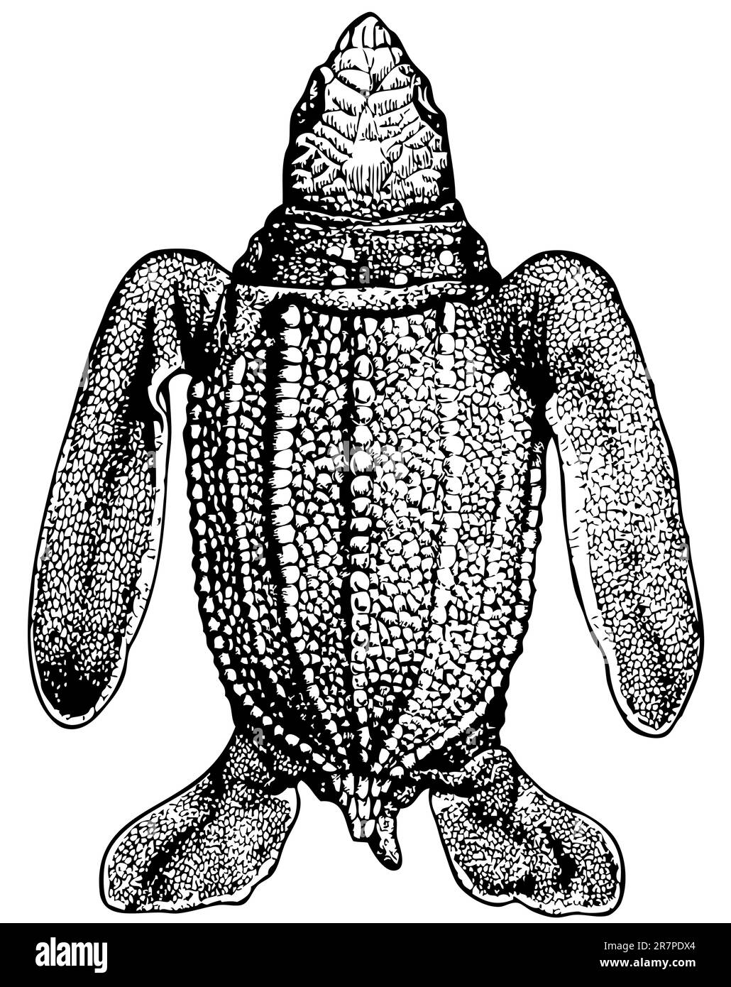 Aquarium sea turtle Cut Out Stock Images & Pictures - Alamy