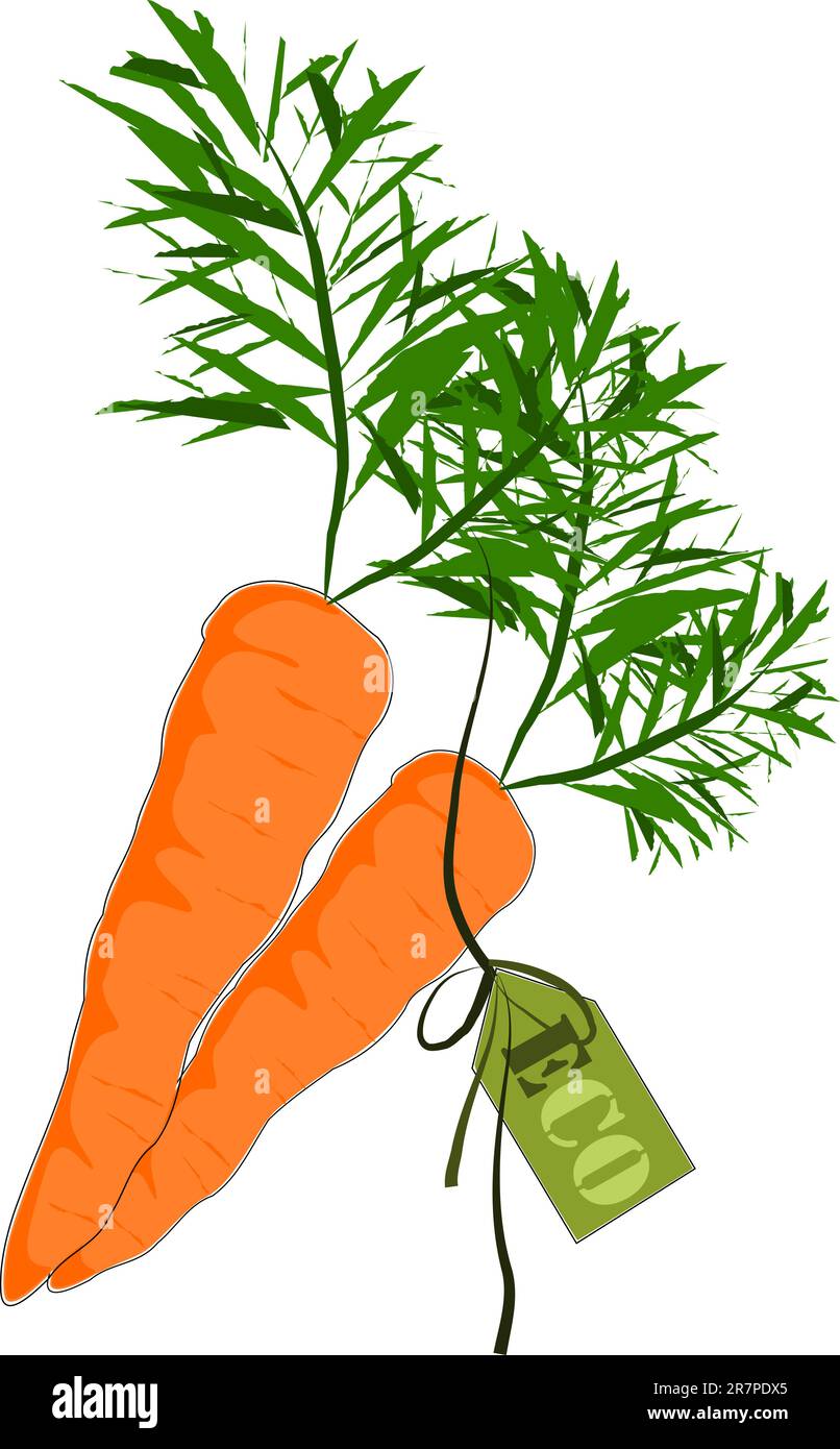 Big, clean and health carrot from ecology farm - vector Stock Vector ...