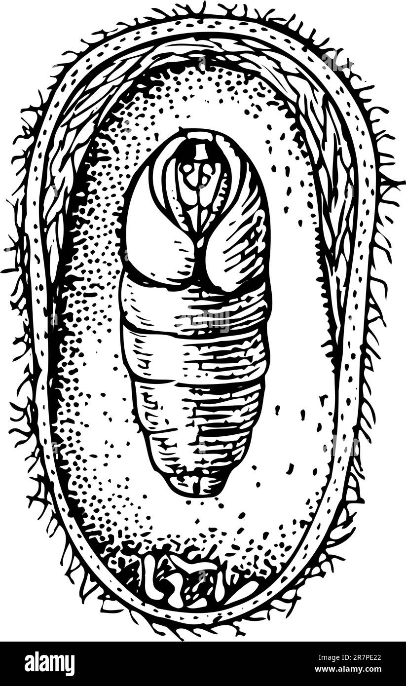 Larva isolated on white Stock Vector Image & Art - Alamy