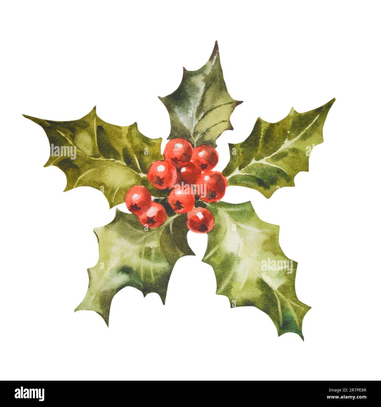 Watercolor illustration holly. Hand painted holly branch with red berry ...