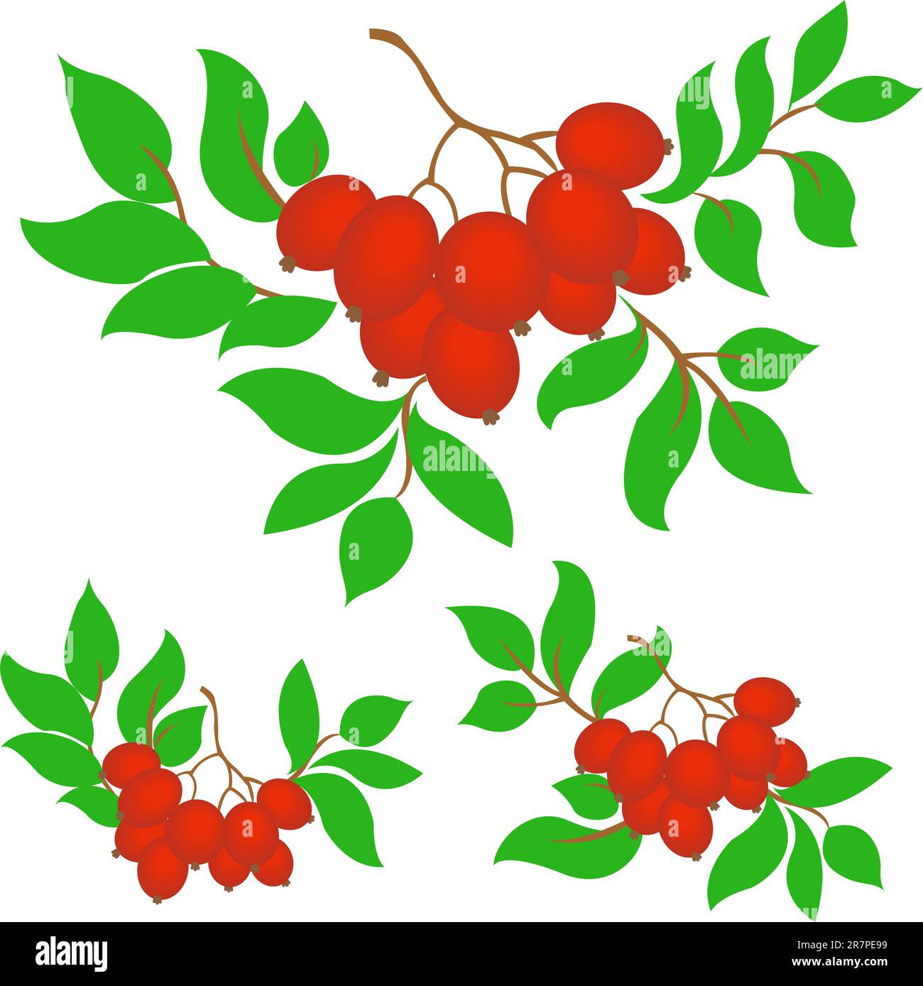 Rowan tree branches Stock Vector Images - Alamy
