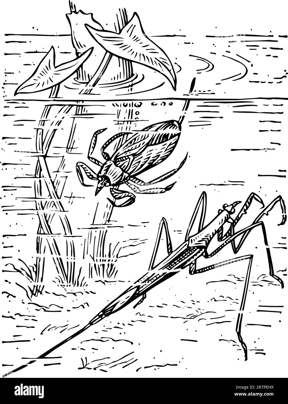 Water insects in the river Stock Vector Image & Art - Alamy