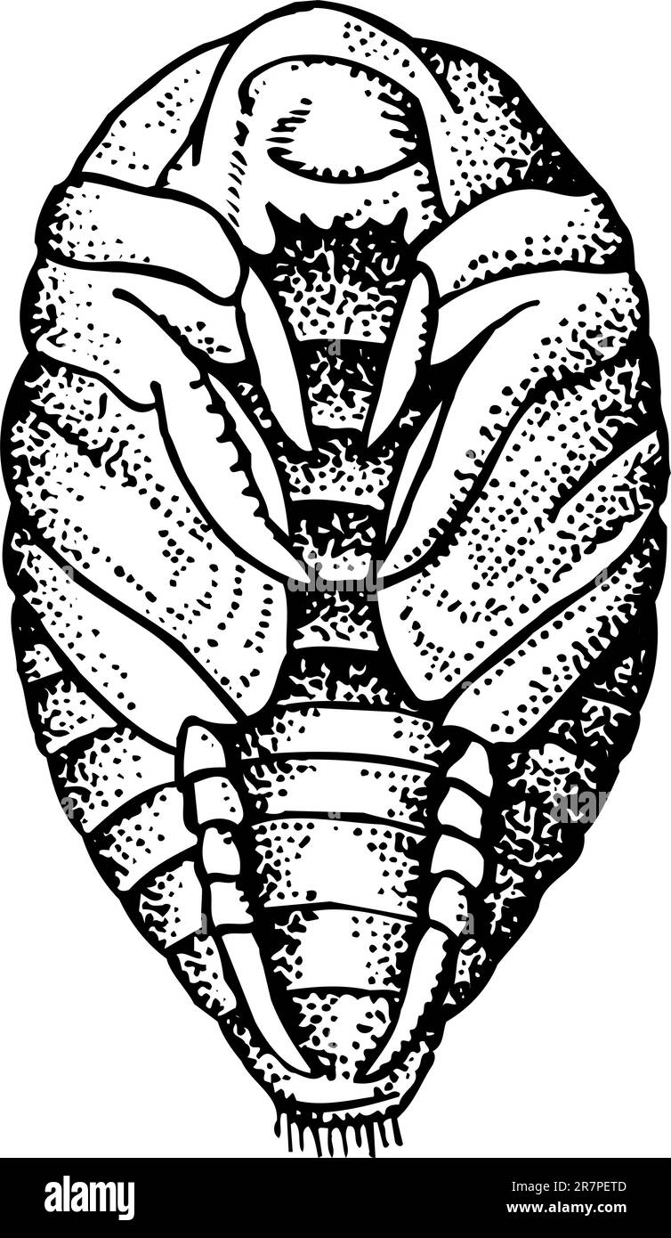 Larva isolated on white Stock Vector Image & Art - Alamy