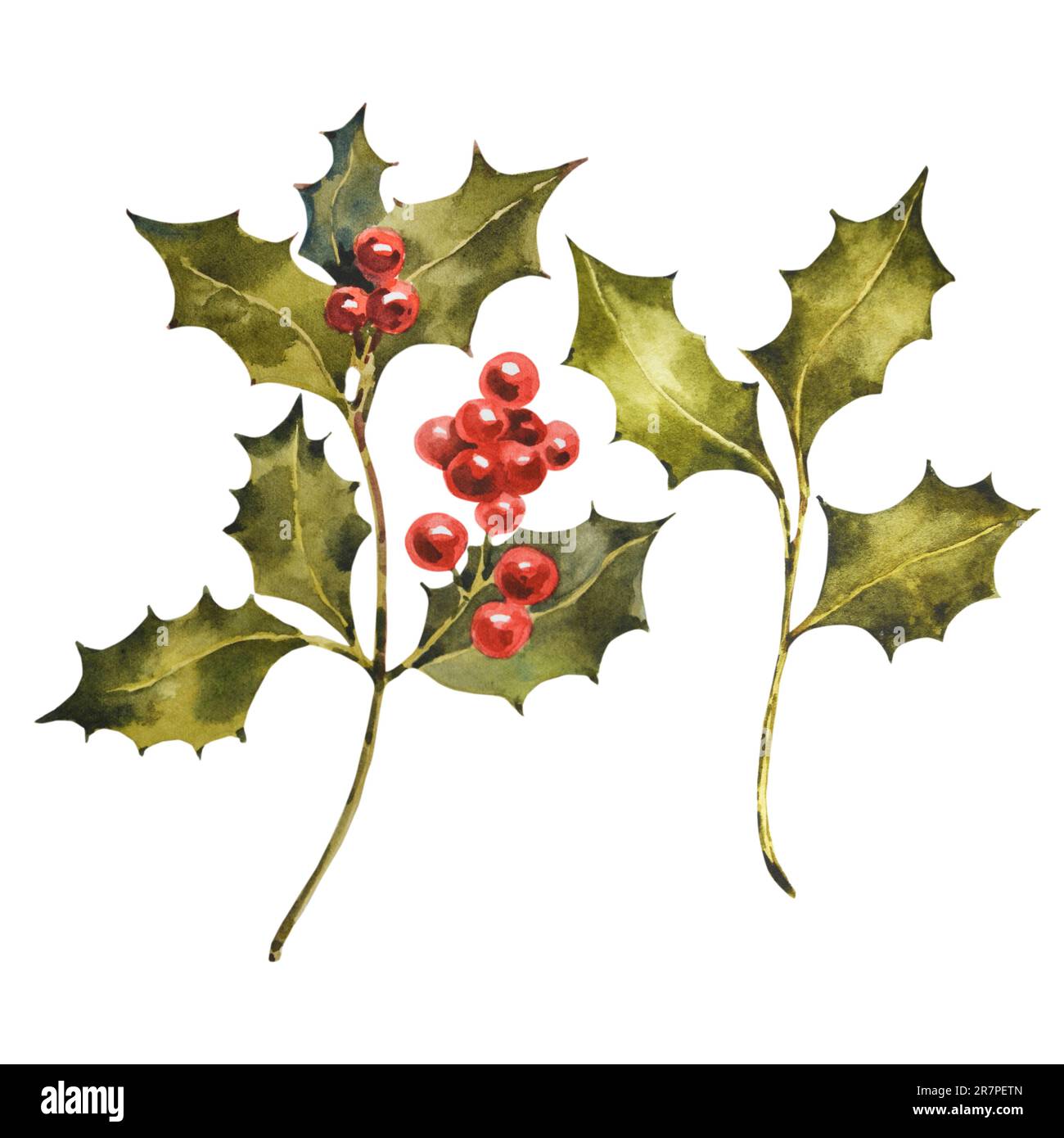 Drawing With Red Holly Berries