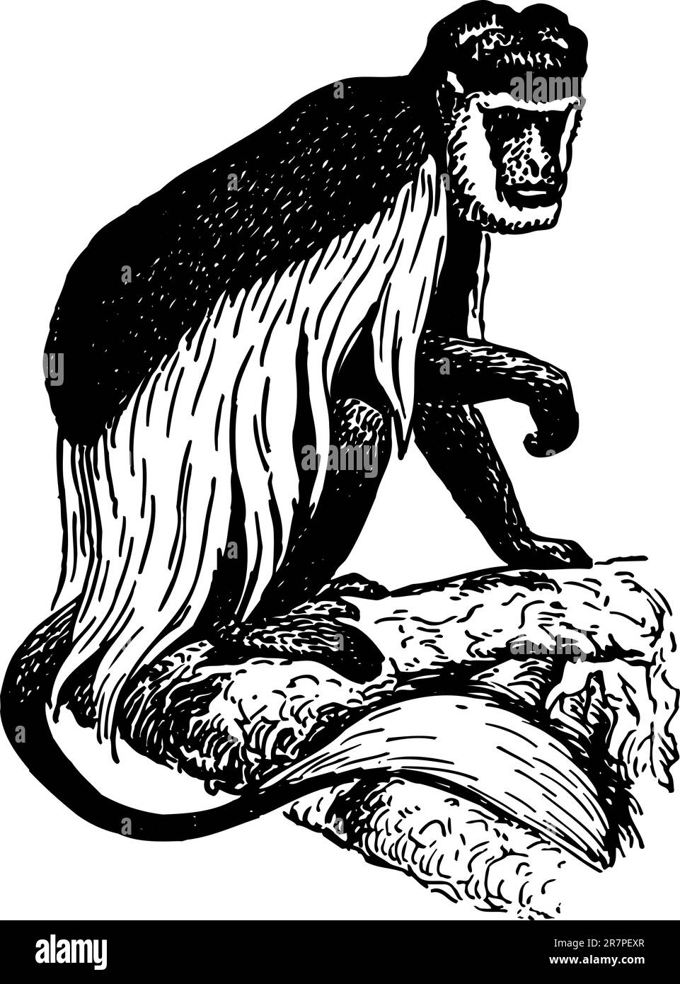 Monkey design art Black and White Stock Photos & Images - Alamy