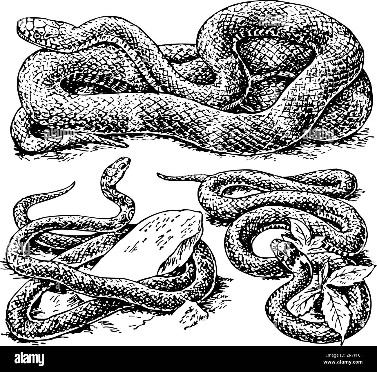 Snakes isolated on white Stock Vector Image & Art - Alamy