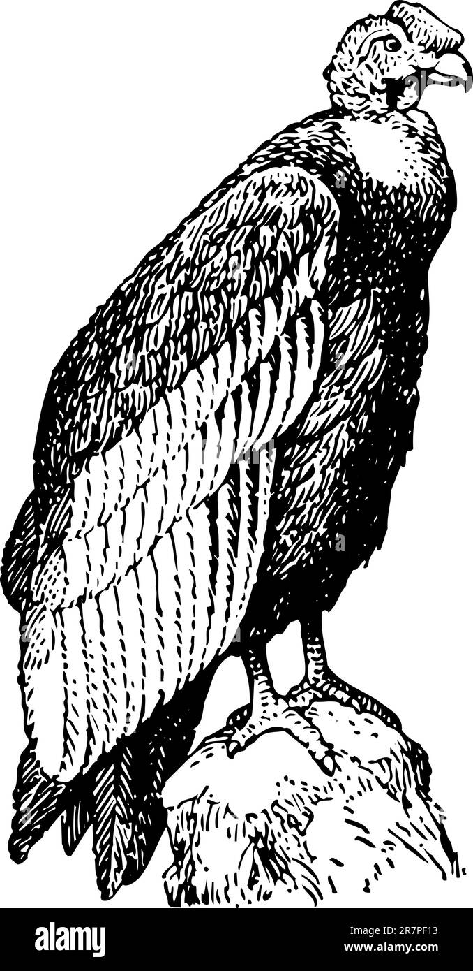 Bird protection Stock Vector Images - Alamy