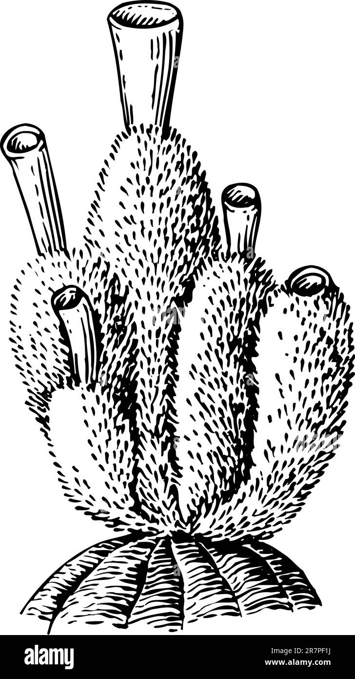 Natural coral sea sponge Cut Out Stock Images & Pictures - Alamy