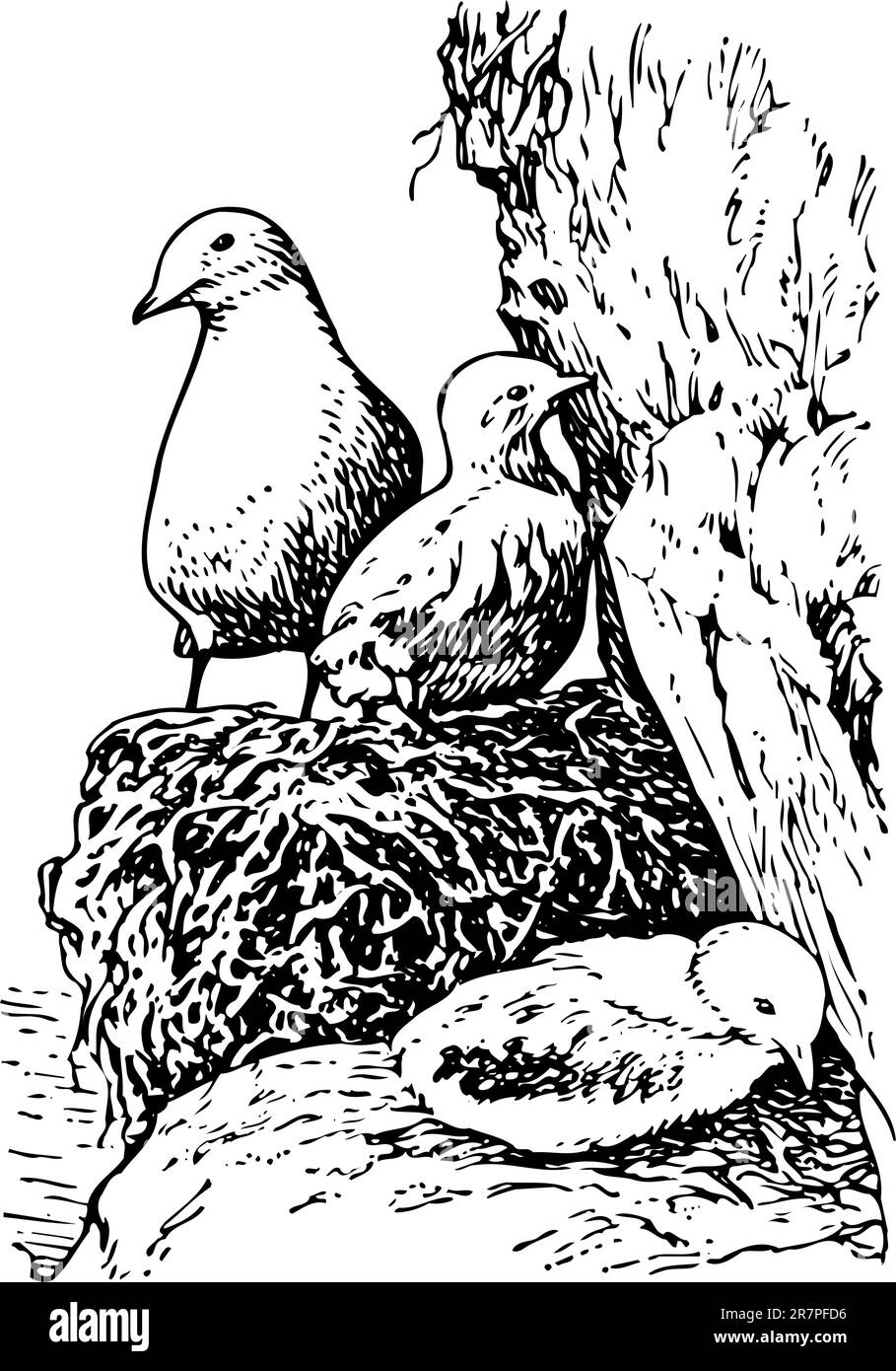 Rock of the birds Cut Out Stock Images & Pictures - Alamy