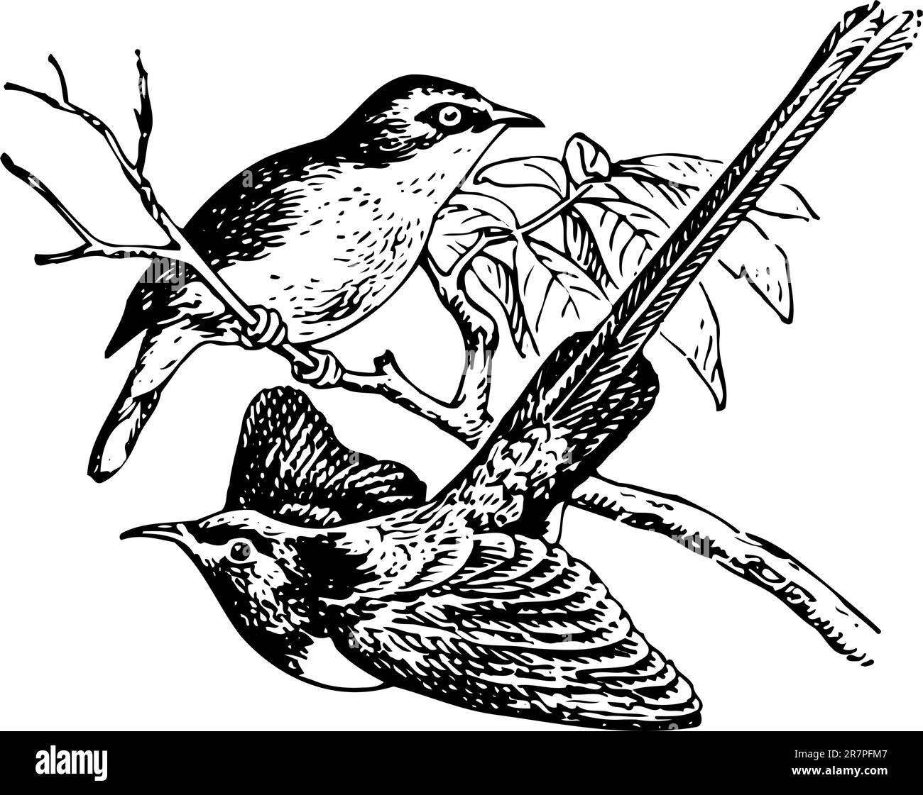 Branch protection Black and White Stock Photos & Images - Alamy