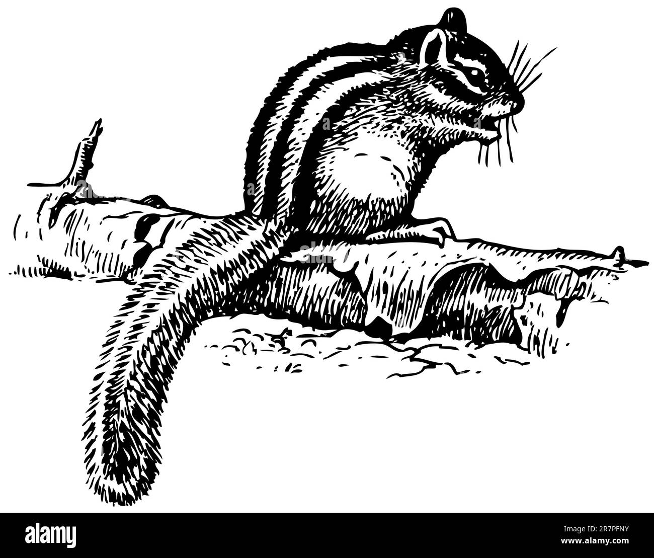 Ground chipmunk Stock Vector Images - Alamy