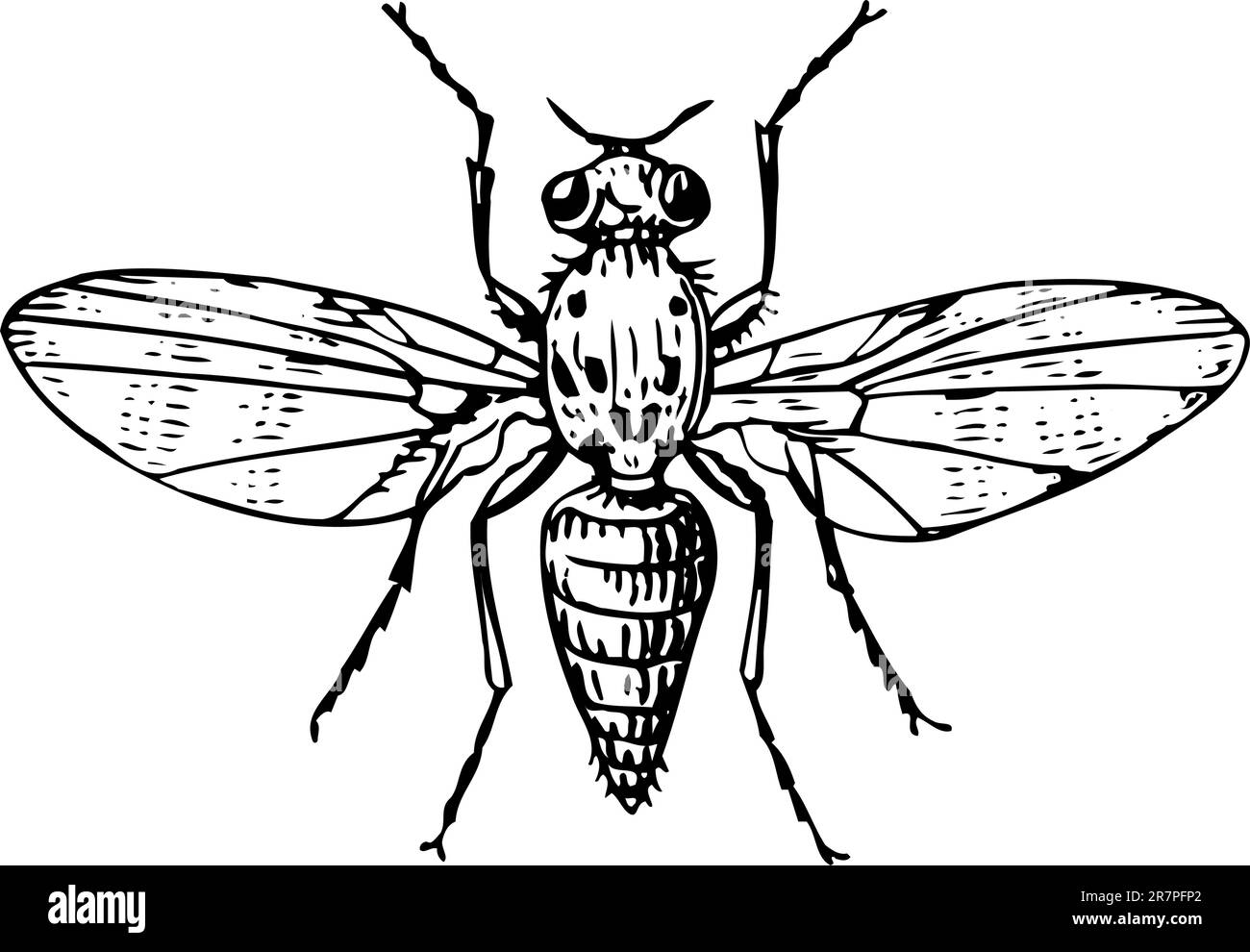 Mosquito isolated on white Stock Vector Image & Art - Alamy