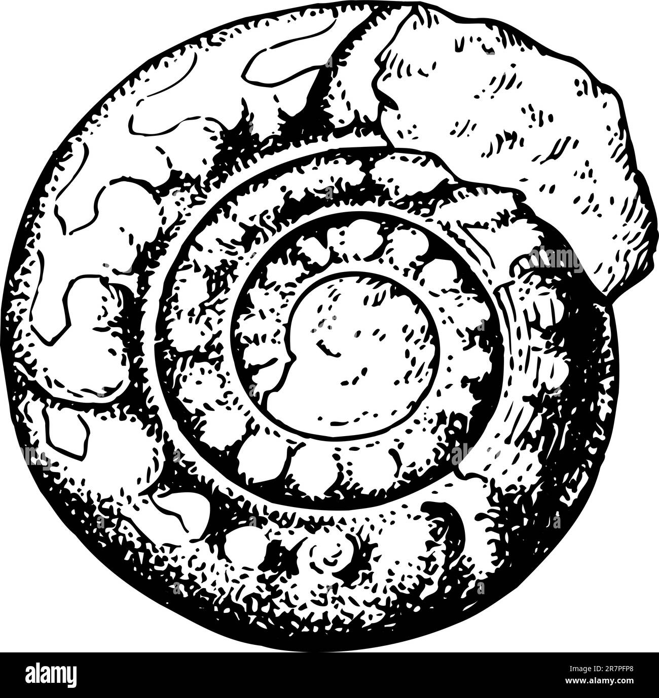 Fossil mollusk shell Stock Vector Images - Alamy