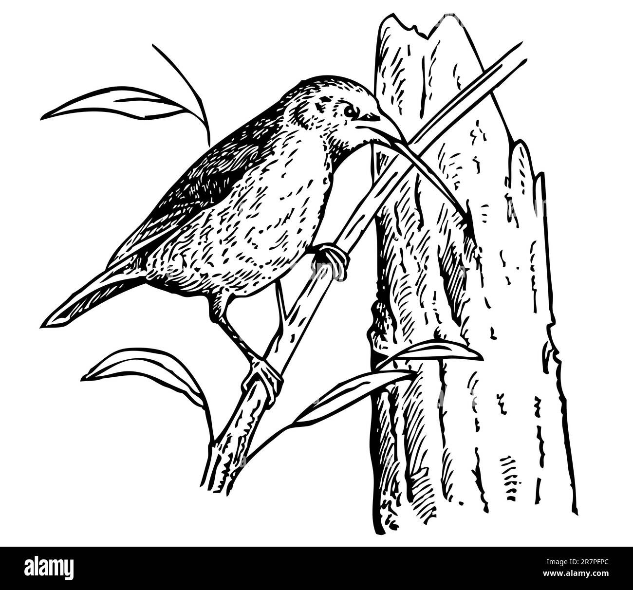 Tree education drawing on Cut Out Stock Images & Pictures - Alamy