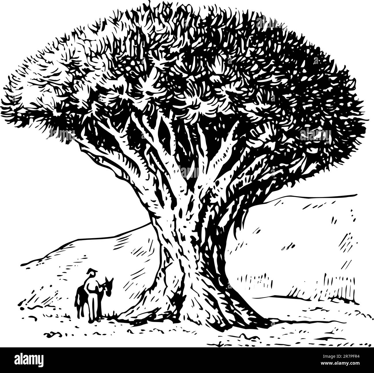 Tree silhouette border background Black and White Stock Photos & Images ...