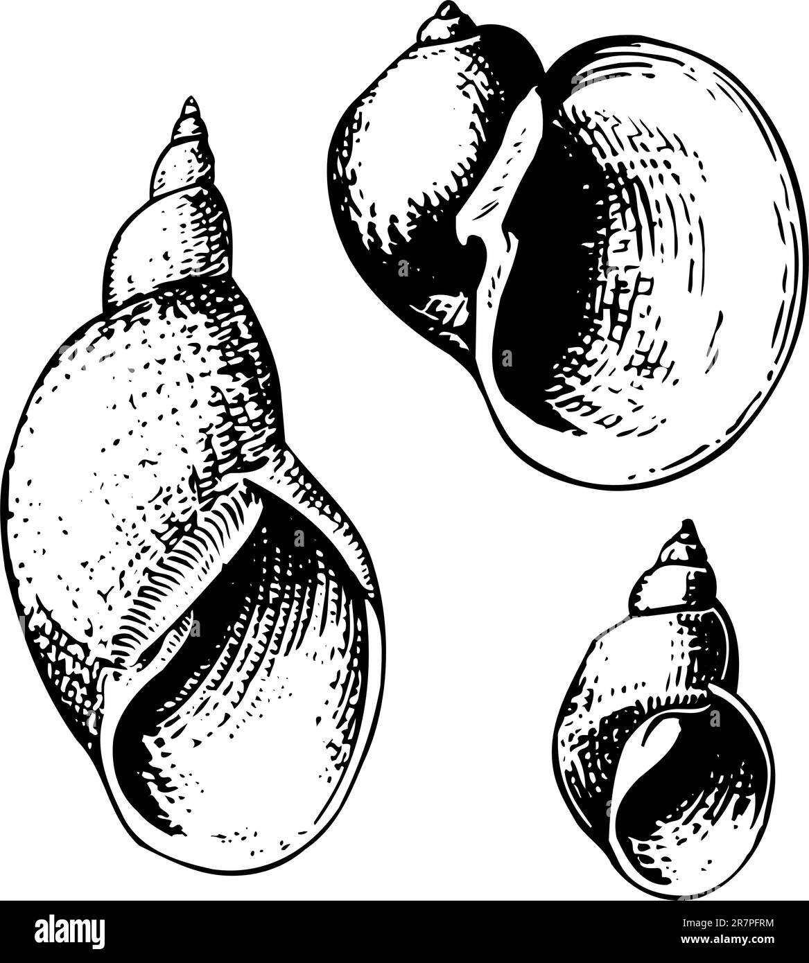 Decoration of seashells Stock Vector Images - Alamy