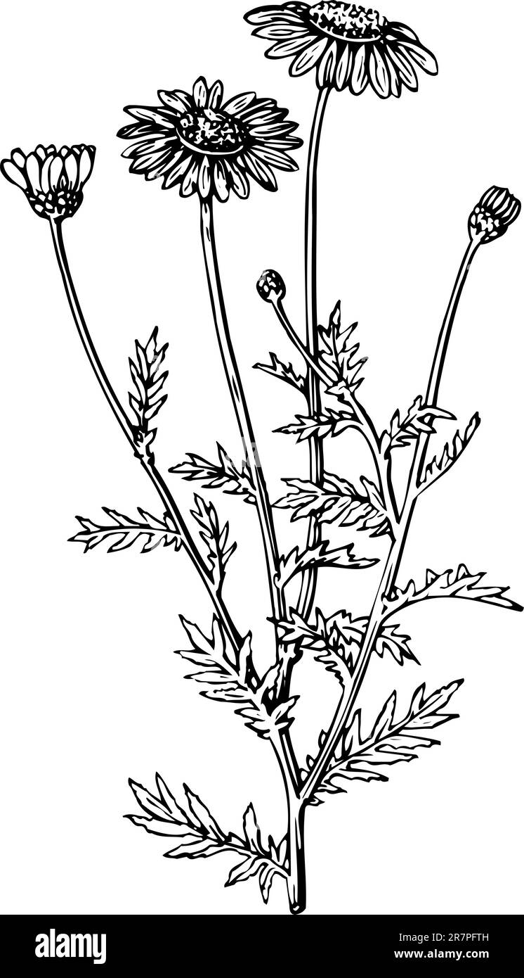 Close up image garden Black and White Stock Photos & Images - Alamy