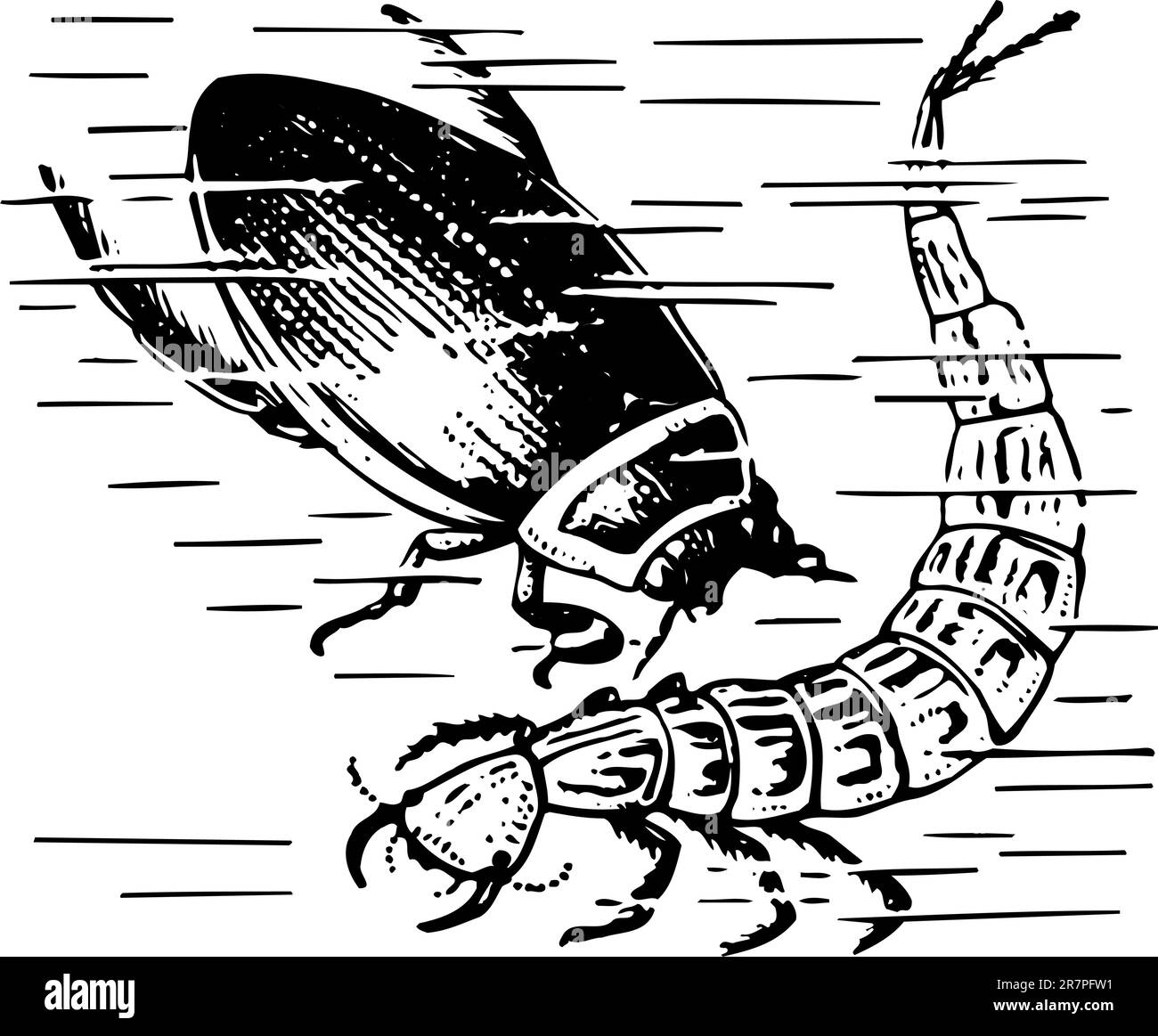 Water bugs Cut Out Stock Images & Pictures - Alamy