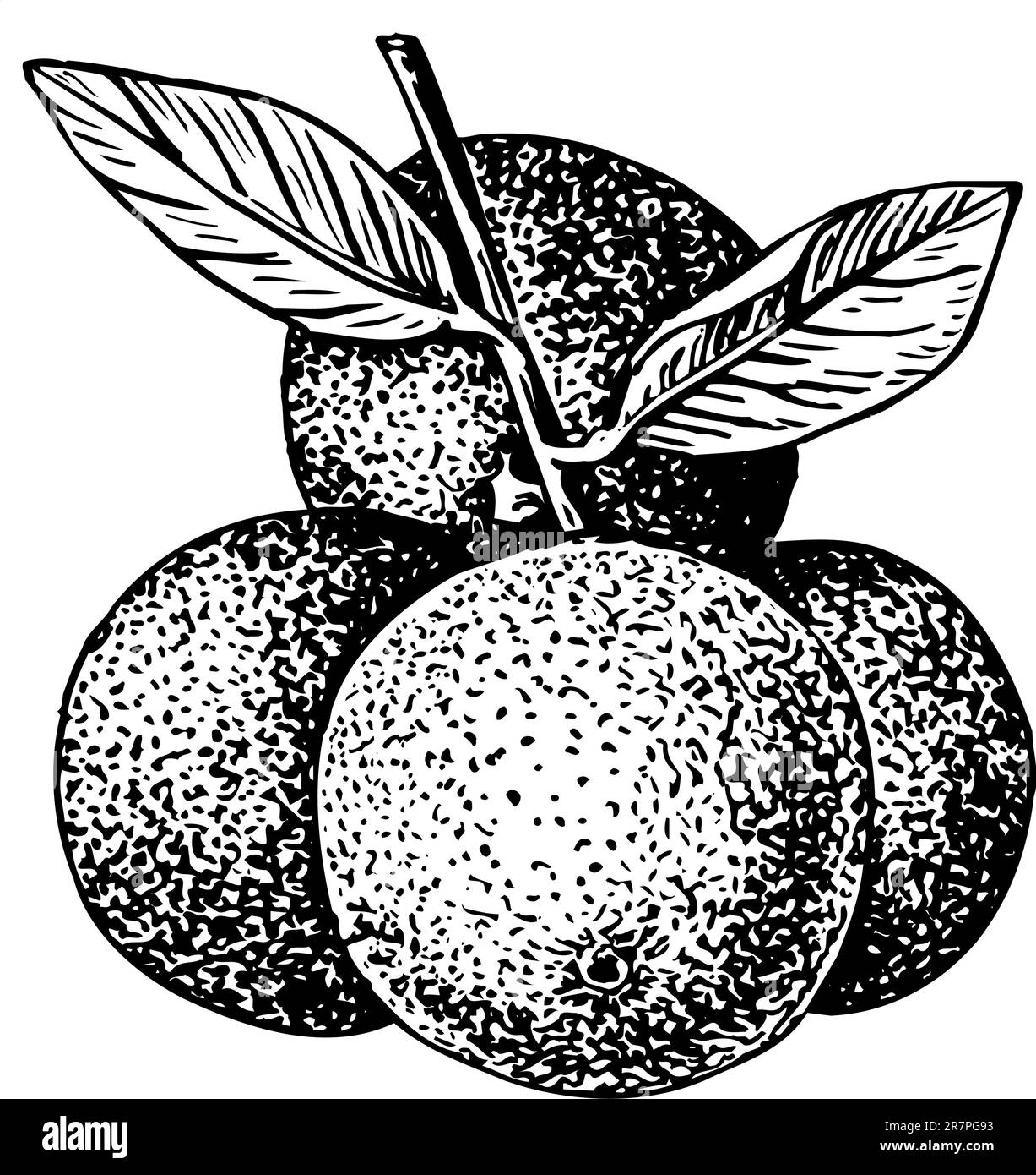 Lemon branch fruit leaves Black and White Stock Photos & Images - Alamy