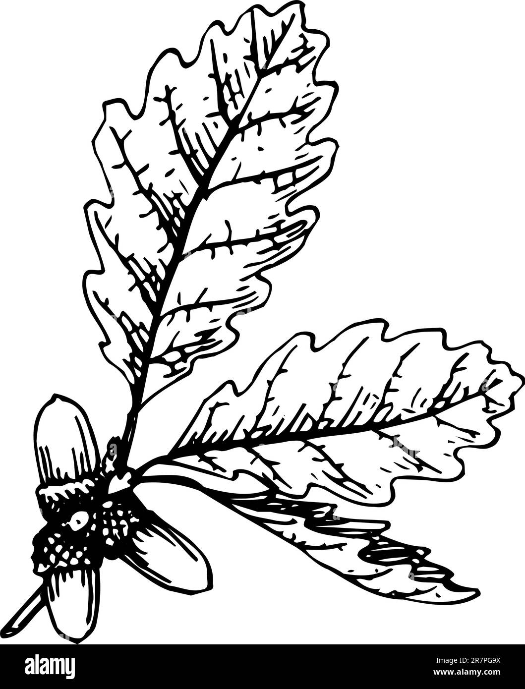 Branch of Quercus roburisolated on white Stock Vector Image & Art - Alamy