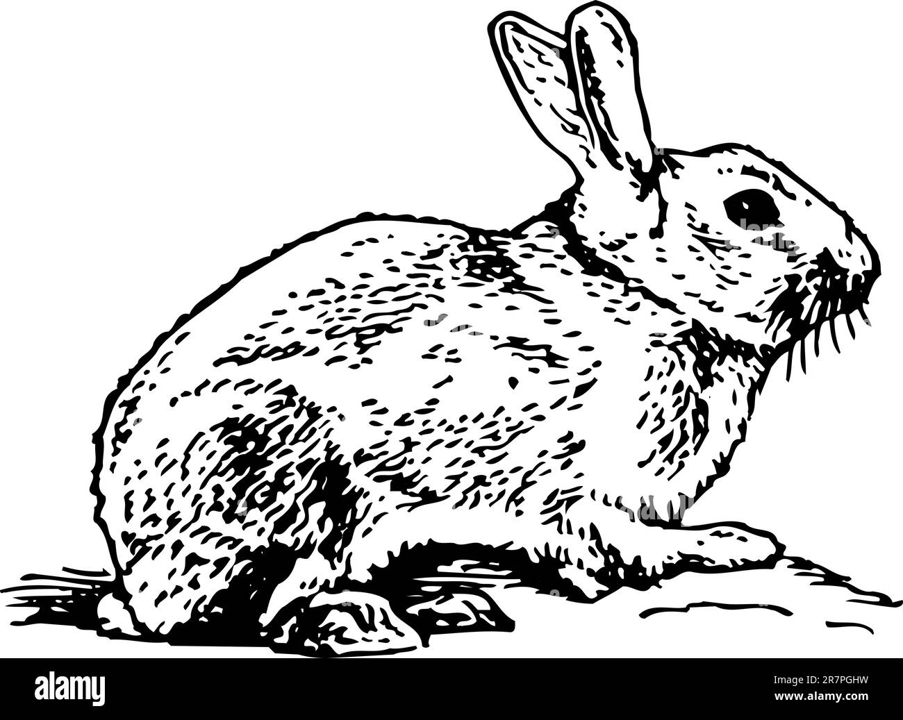 Rabbit illustration portrait Stock Vector Images - Alamy