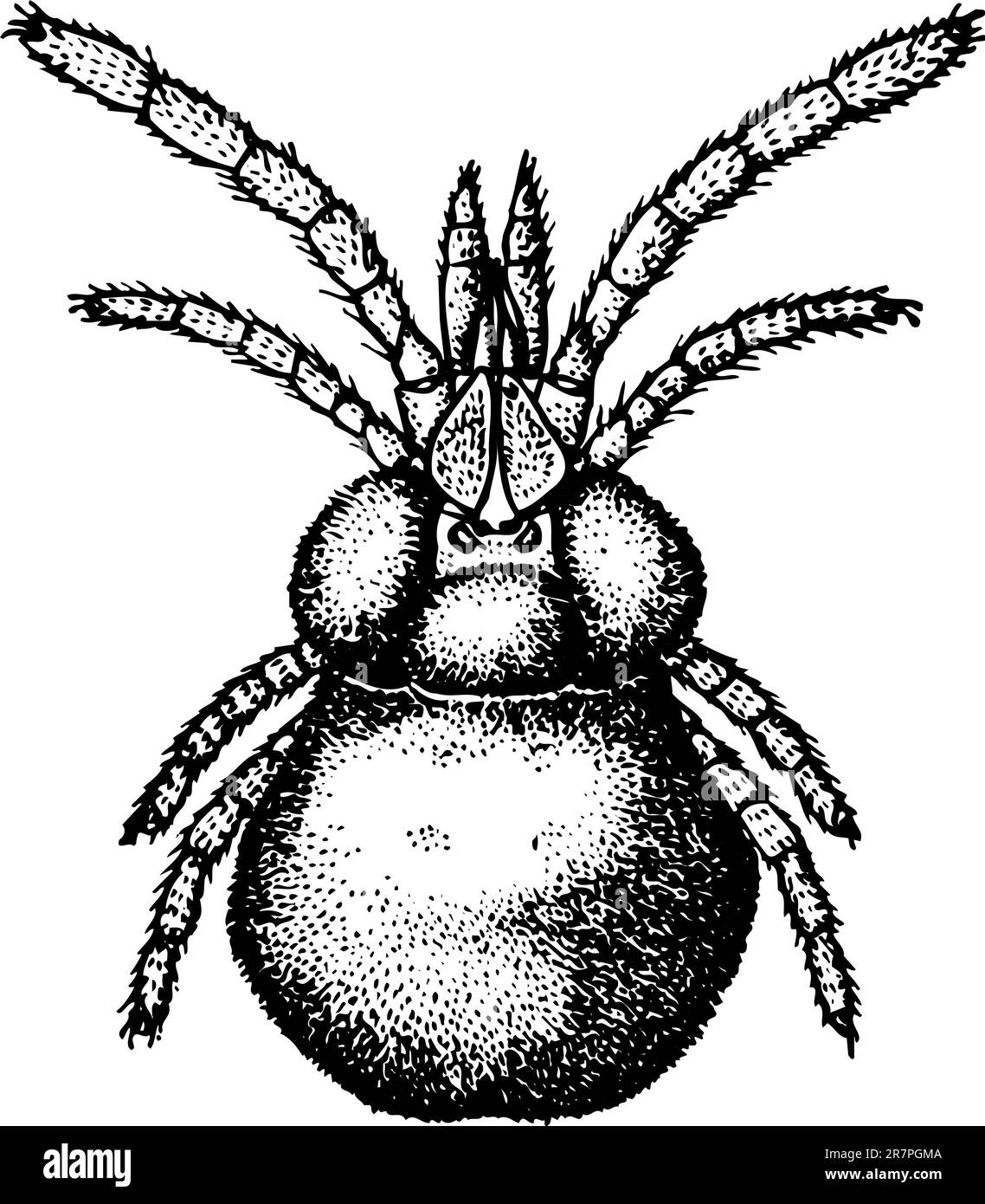 Spider isolated on white Stock Vector Image & Art - Alamy